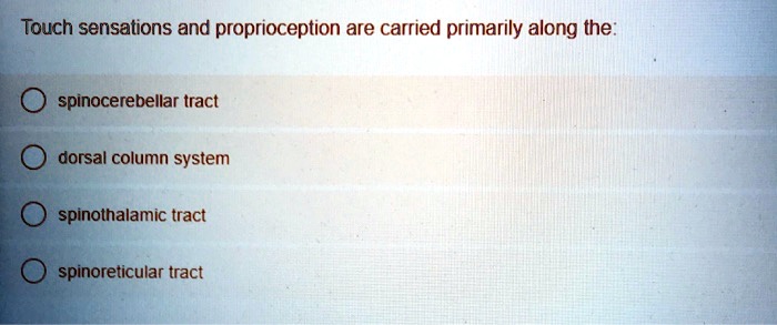 Touch sensations and proprioception are carried primarily along the ...