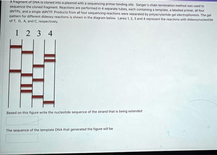 SOLVED: A fragment of DNA is cloned into a plasmid with a sequencing primer binding site. Sanger ...