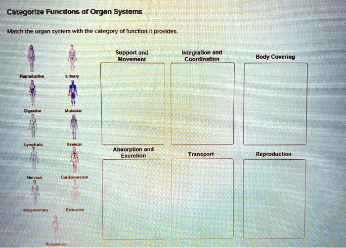 Categorize Functions of Organ Systems Match the organ system with the ...