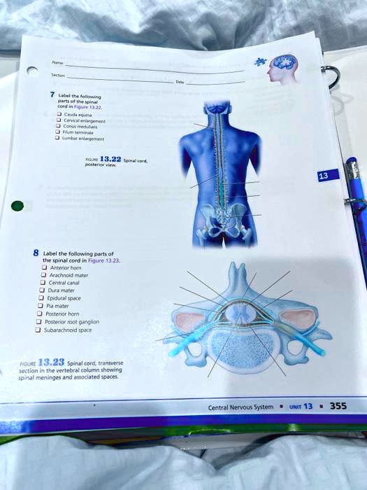 Name Section Date 7 Label the following parts of the...