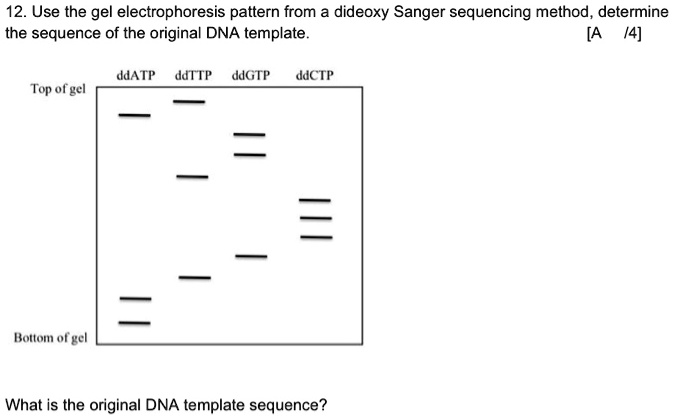 SOLVED: Use the gel electrophoresis pattern from a dideoxy Sanger sequencing method to determine ...