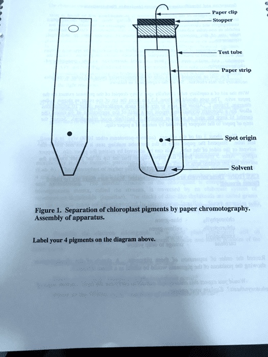 Paper clip Stopper Test tube Paper strip Spot origin Solvent Figure 1 ...