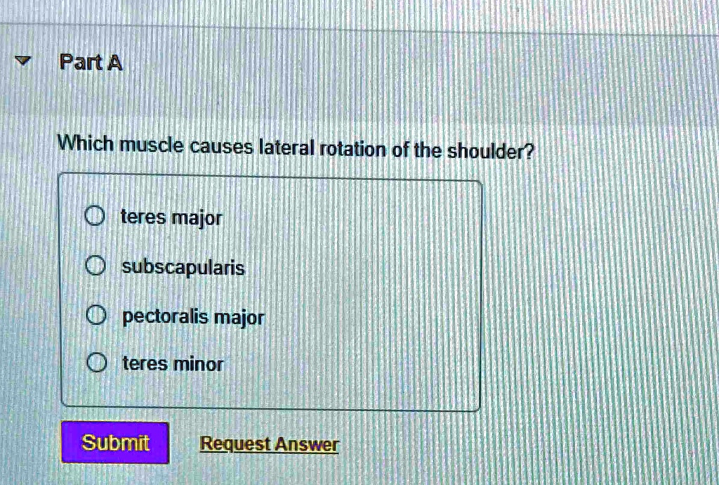 VIDEO solution: Part A Which muscle causes lateral rotation of the ...