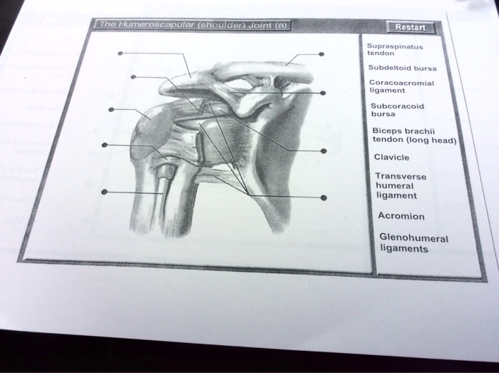 SOLVED: The Humeroscapular (shoulder) Joint Supraspinatus tendon ...