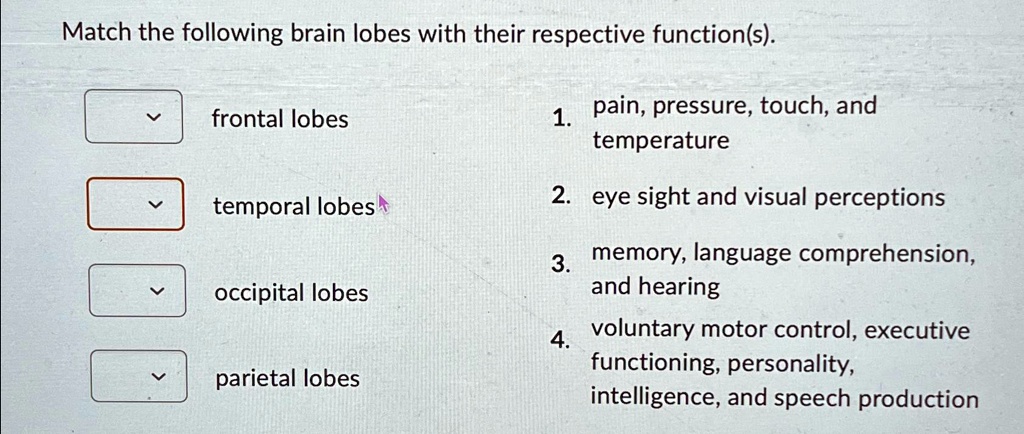 SOLVED: Match the following brain lobes with their respective function ...