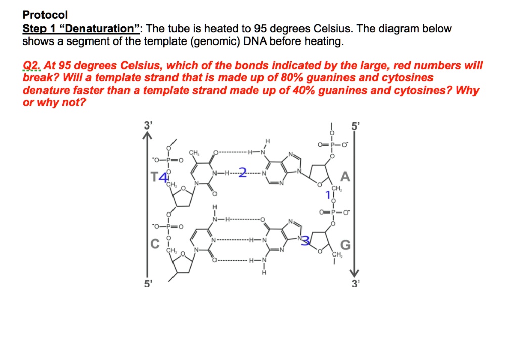 SOLVED: Protocol Step 1 Denaturation": The tube is heated to 95 degrees ...
