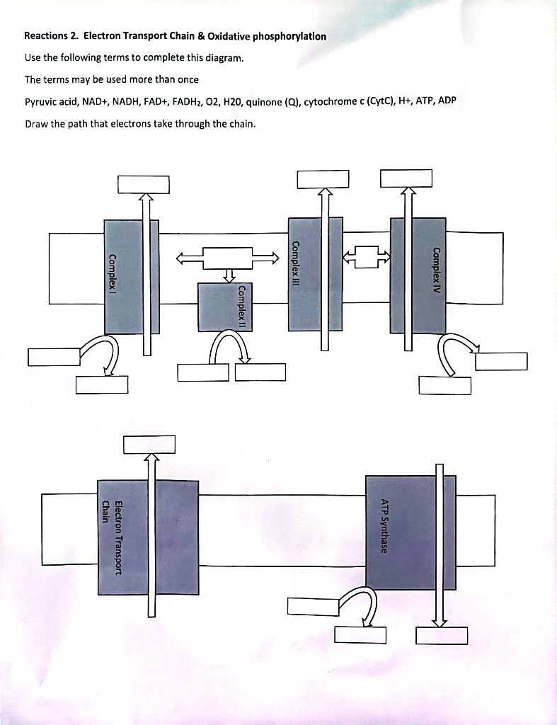 Reactions 2. Electron Transport Chain Oxidative phosphorylation Use the ...