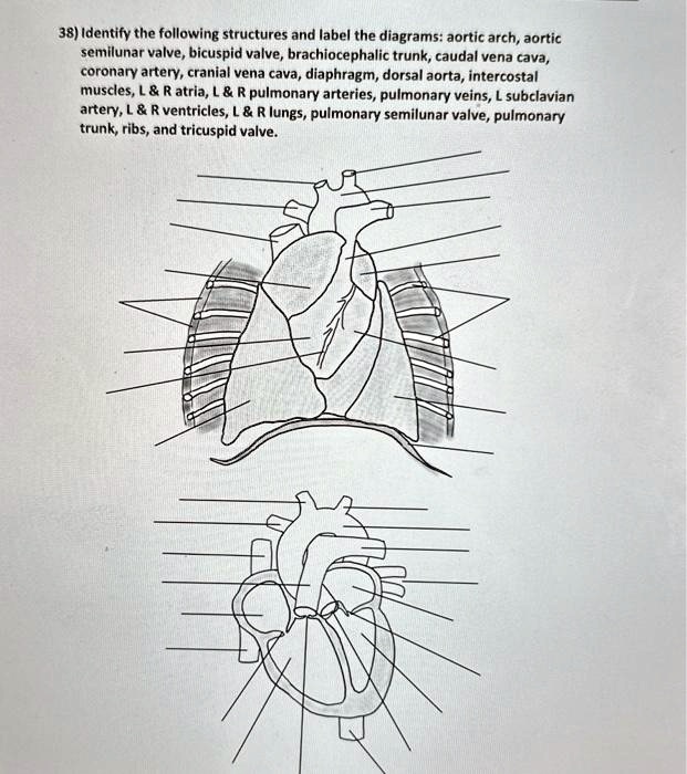 38) Identify the following structures and label the diagrams: aortic ...