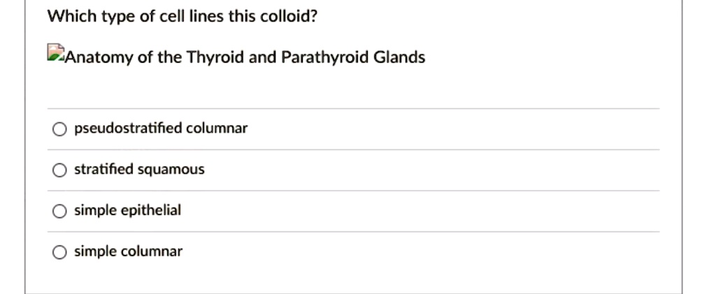 SOLVED: Which type of cell lines this colloid? Anatomy of the Thyroid ...