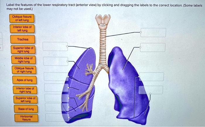 Label the features of the lower respiratory tract (anterior view) by ...