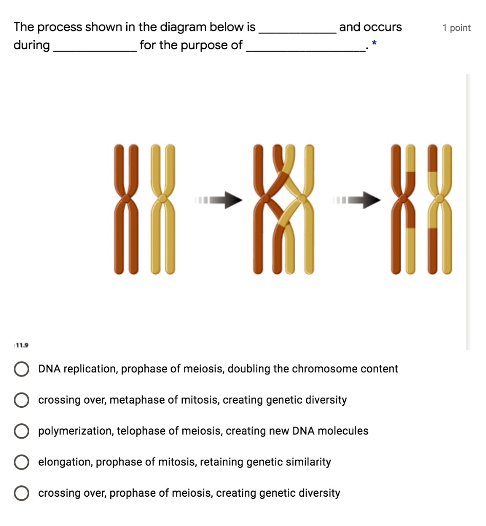 the process shown in the diagram below is during for the purpose of and ...