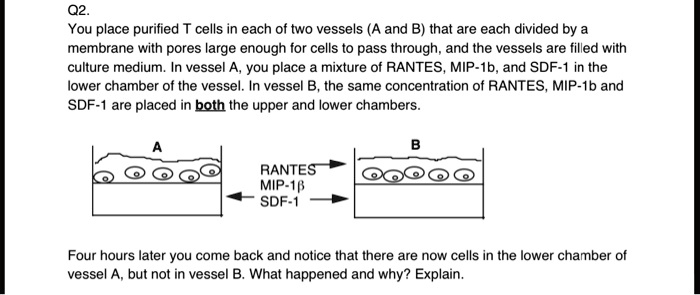 02 you place purified cells in each of two vessels a and b...