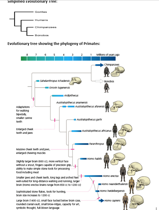simpilited tvoiutionary Iree: Evolutionary tree showing the phylogeny ...
