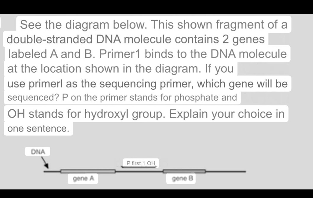 See the diagram below. This shown fragment of a double-stranded DNA ...