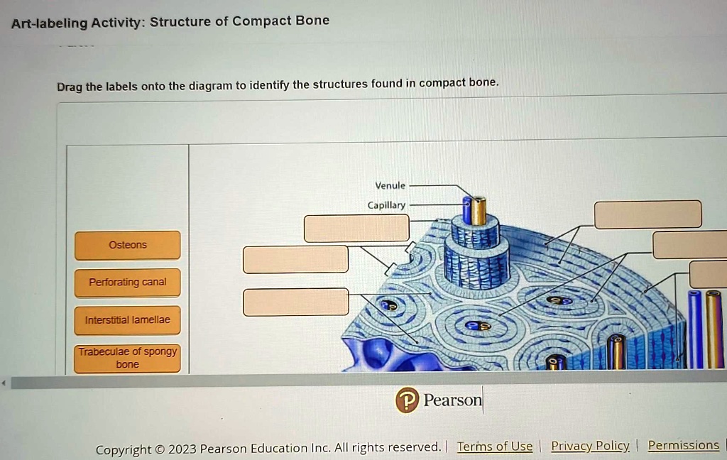 Texts: Art-labeling Activity: Structure of Compact Bone Drag the labels onto the diagram to ...
