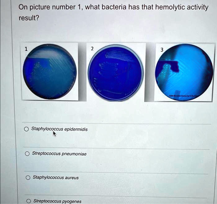 SOLVED: On picture number 1, what bacteria has that hemolytic activity result? 0 Staphylococcus ...
