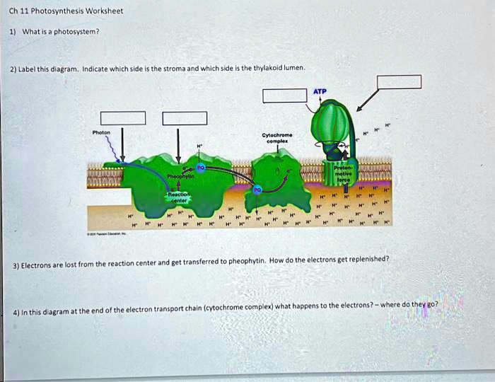SOLVED: Ch 11 Photosynthesis Worksheet 1) What is a photosystem? 2 ...