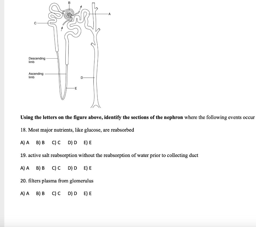 SOLVED: Descending limb Ascending limb Using the letters on the figure ...