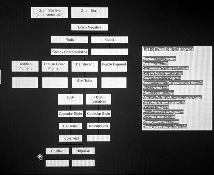 Enterobacter Aerogenes Capsule Stain