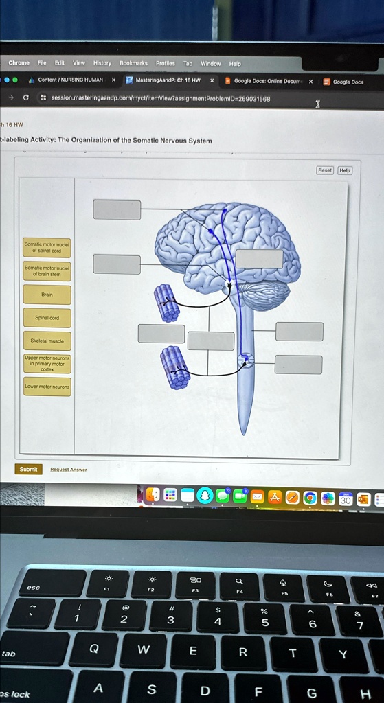 SOLVED: Ch 16 HW -Labeling Activity: The Organization of the Somatic Nervous System Spinal cord ...