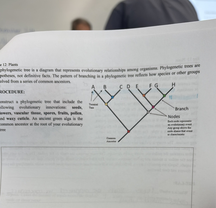 e 12 plants phylogenetic tree is a diagram that represents evolutionary ...