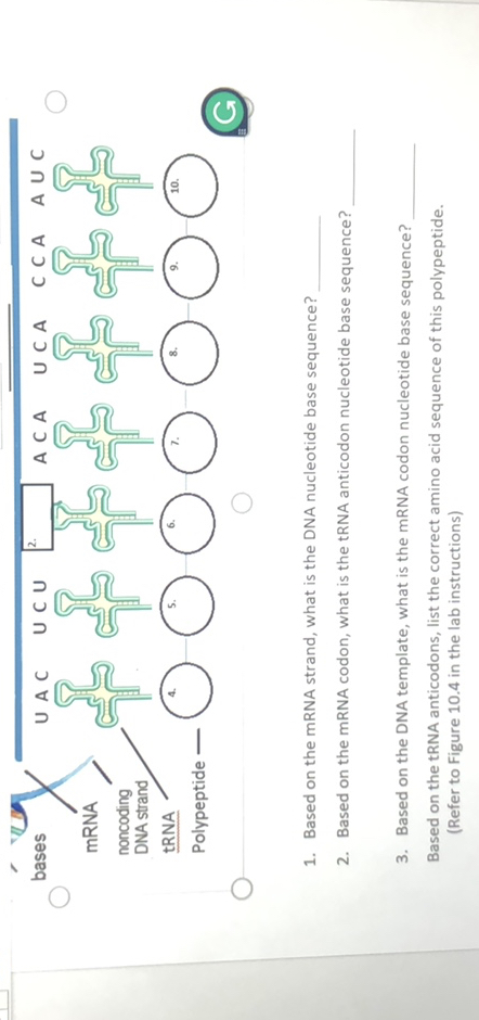 SOLVED: 1. Based on the mink strand, what is the DNA nucleot-de toste ...