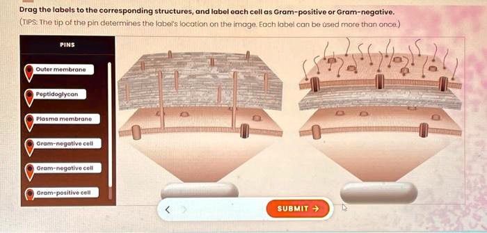 SOLVED: Texts: Drag the labels to the corresponding structures, and ...