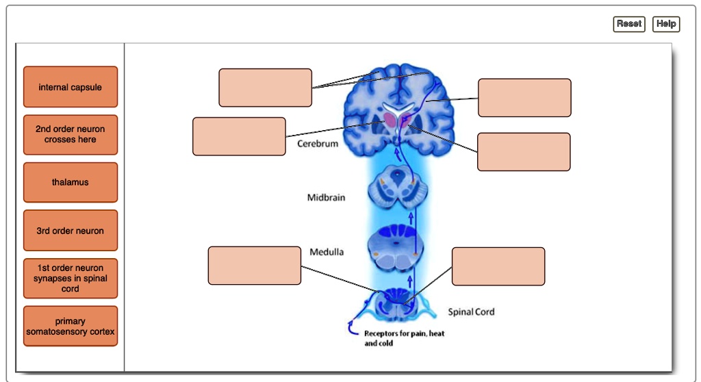 SOLVED: Label the parts of this ascending pathway. Which pathway is ...