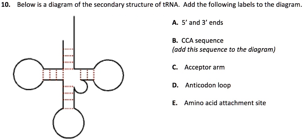 10. Below is a diagram of the secondary structure of tRNA. Add the ...