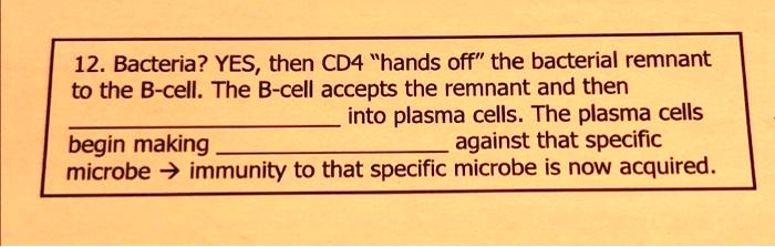 12. Bacteria? YES, then CD4 "hands off" the bacterial remnant to the B ...