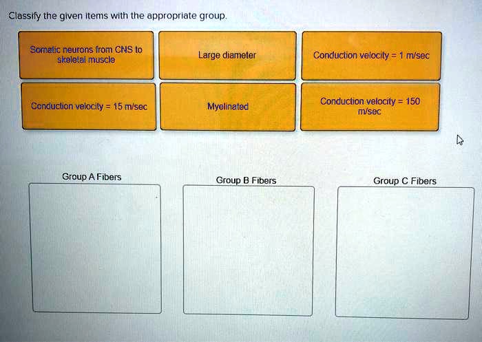 Classify the given items with the appropriate group. Somatic neurons from CNS to skeletal muscle ...