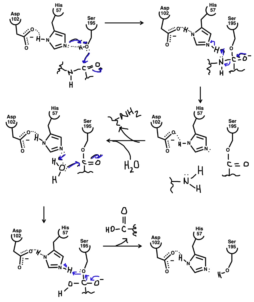 SOLVED: Draw the reaction coordinate diagram for the serine protease ...