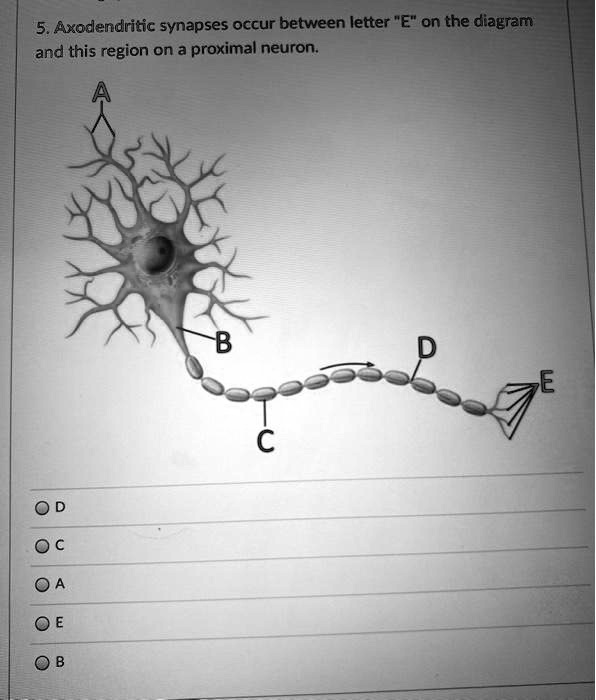 SOLVED: Axodendritic synapses occur between letter "E" on the diagram ...