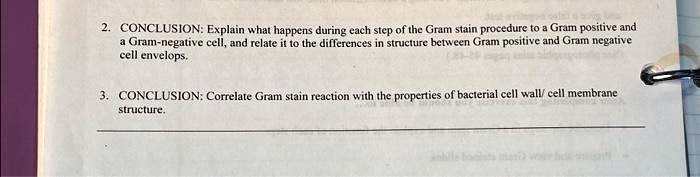 2. CONCLUSION: Explain what happens during each step of the Gram stain procedure to a Gram ...