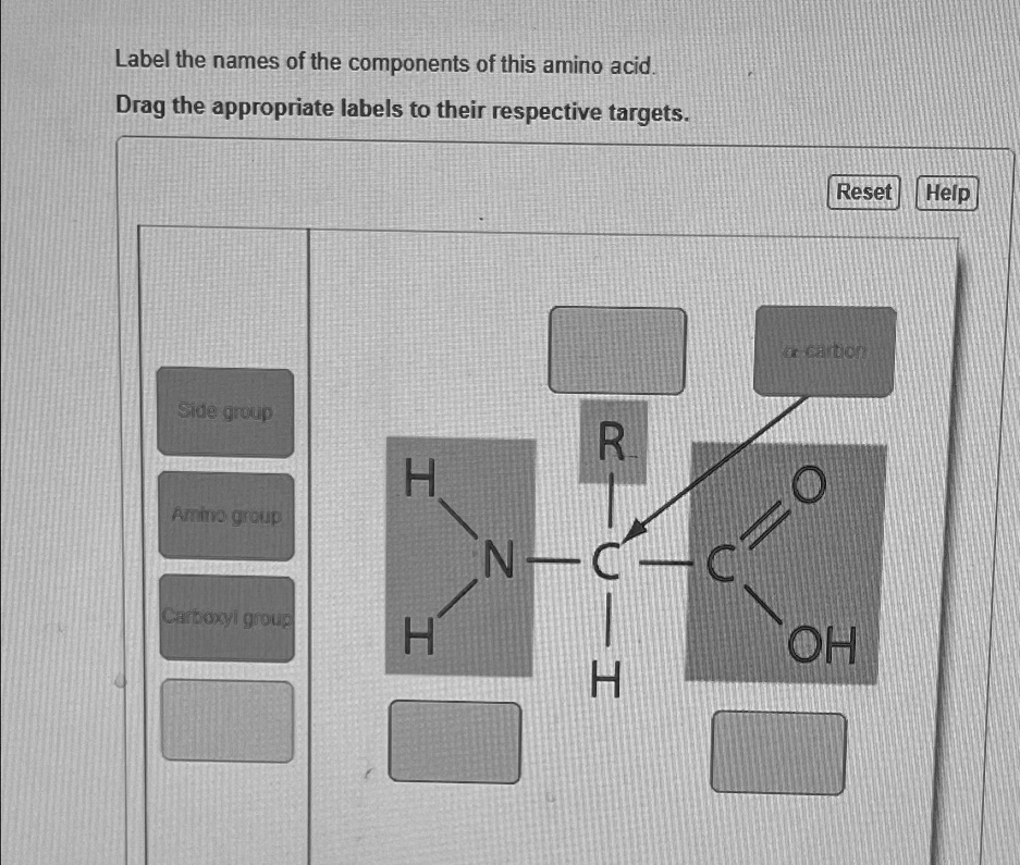 SOLVED: Label the names of the components of this amino acid. Drag the ...