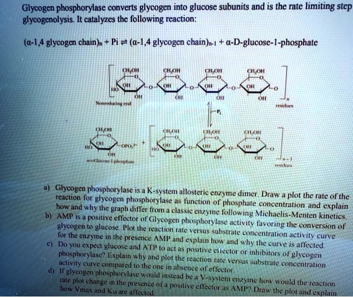 SOLVED: Glycogen phosphorylase converts glycogen into glucose subunits ...