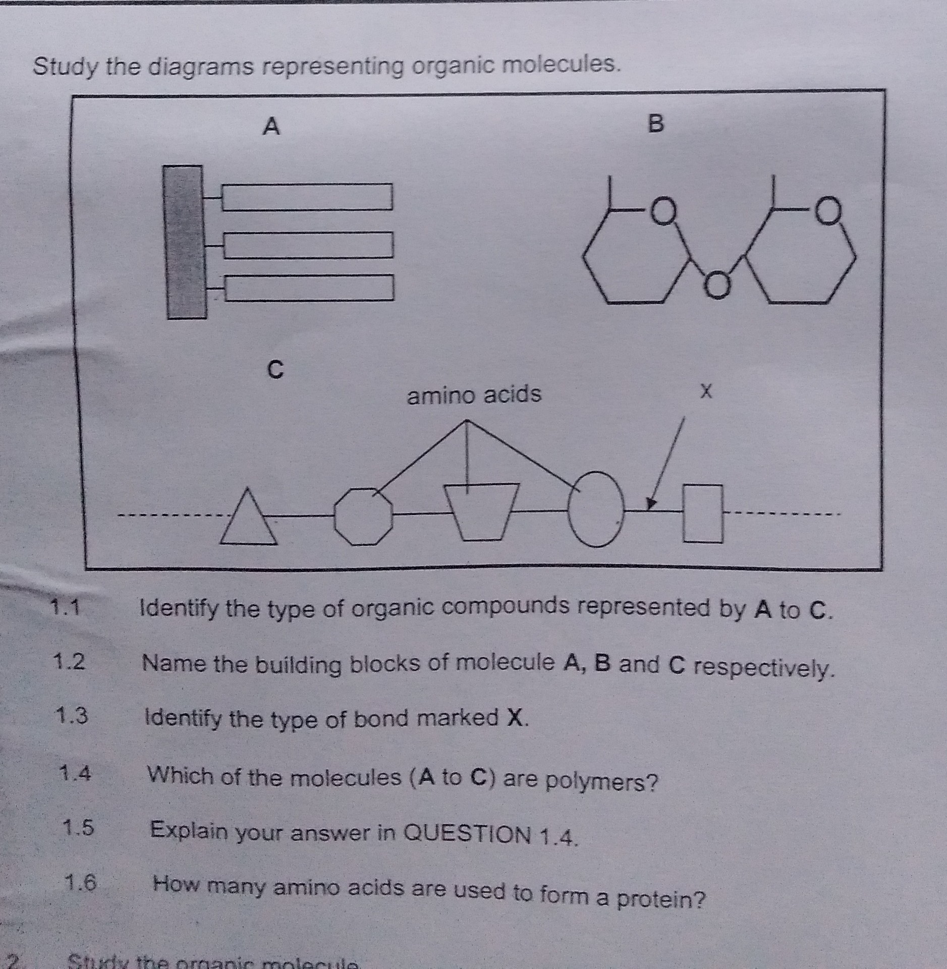 Study the diagrams representing organic molecules. 1.1 Identify the ...