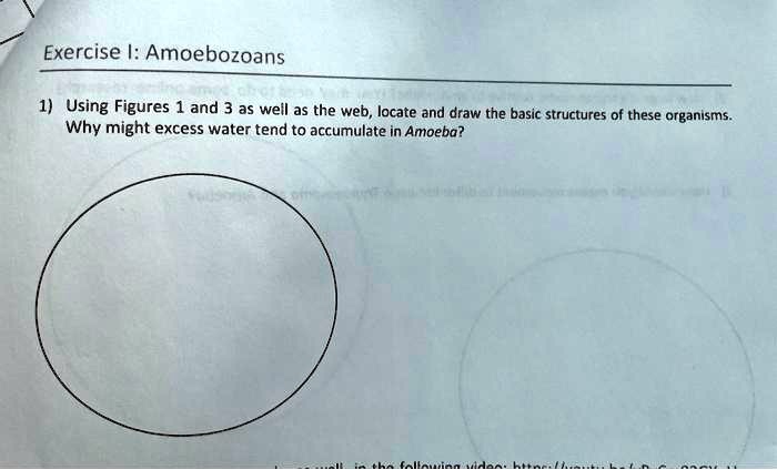 SOLVED: Exercise I: Amoebozoans 1) Using Figures 1 and 3 as well as the ...