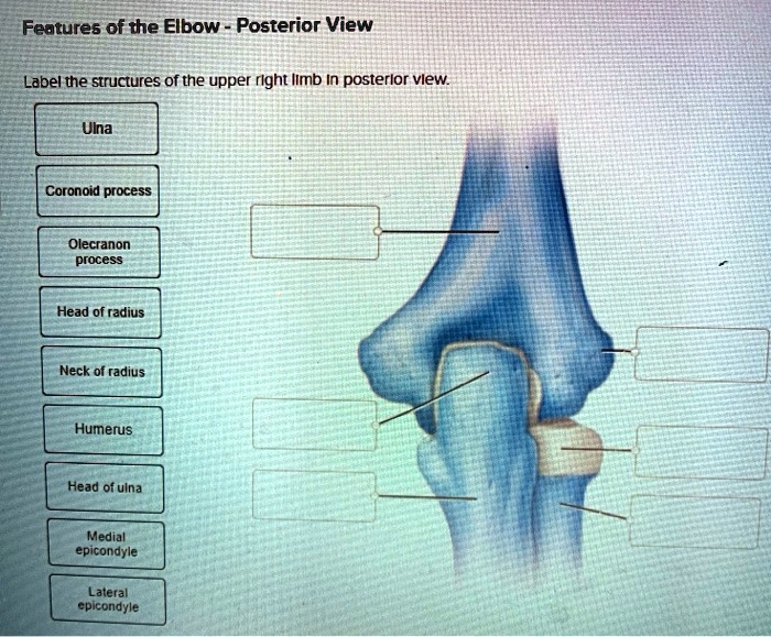 features of the elbow posteriorview label the structures of the upper ...