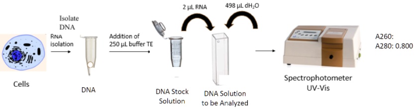 Isolate DNA RNA isolation Addition of 250 µL buffer TE 2 µL RNA 498 µL ...