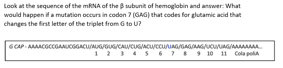 SOLVED: Look at the sequence of the mRNA of the 8th subunit of hemoglobin and answer: What would ...