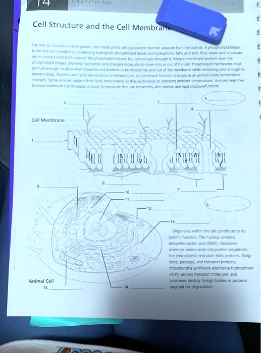 14 cellular physiology Cell Structure and the Cell...