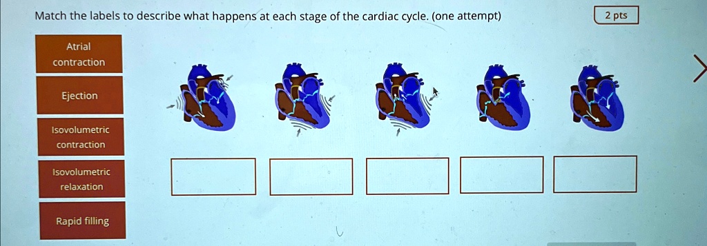 match the labels to describe what happens at each stage of the cardiac ...