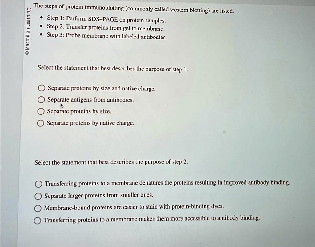 SOLVED: The steps of protein immunoblotting (commonly called western ...