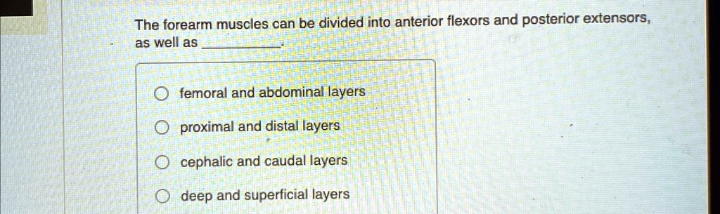 The forearm muscles can be divided into anterior flexors and posterior ...