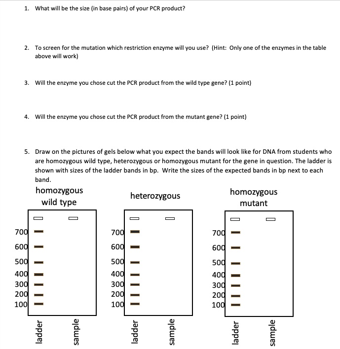 what will be the size in base pairs of your pcr product to screen for ...