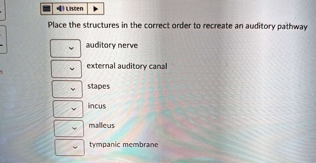place the structures in the correct order to recreate an auditory ...