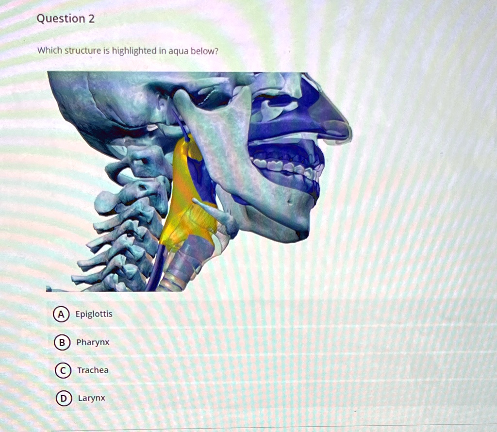SOLVED: 'Question 2 Which structure is highlighted in aqua below? Epiglottis Pharynx Trachea Larynx'