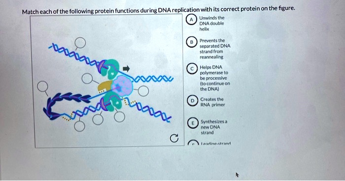 SOLVED: Match each of the following protein functions during DNA replication with its correct ...
