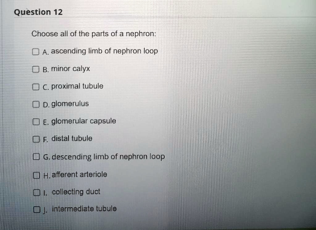 SOLVED: Choose all of the parts of a nephron A. ascending limb of ...
